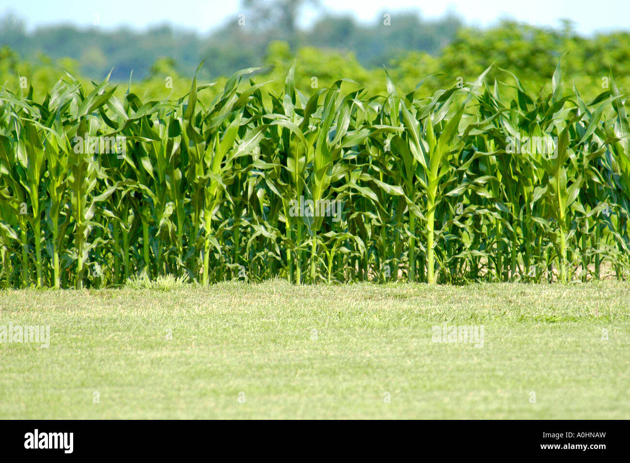 Indiana corn field landscape hi-res stock photography and images - Alamy