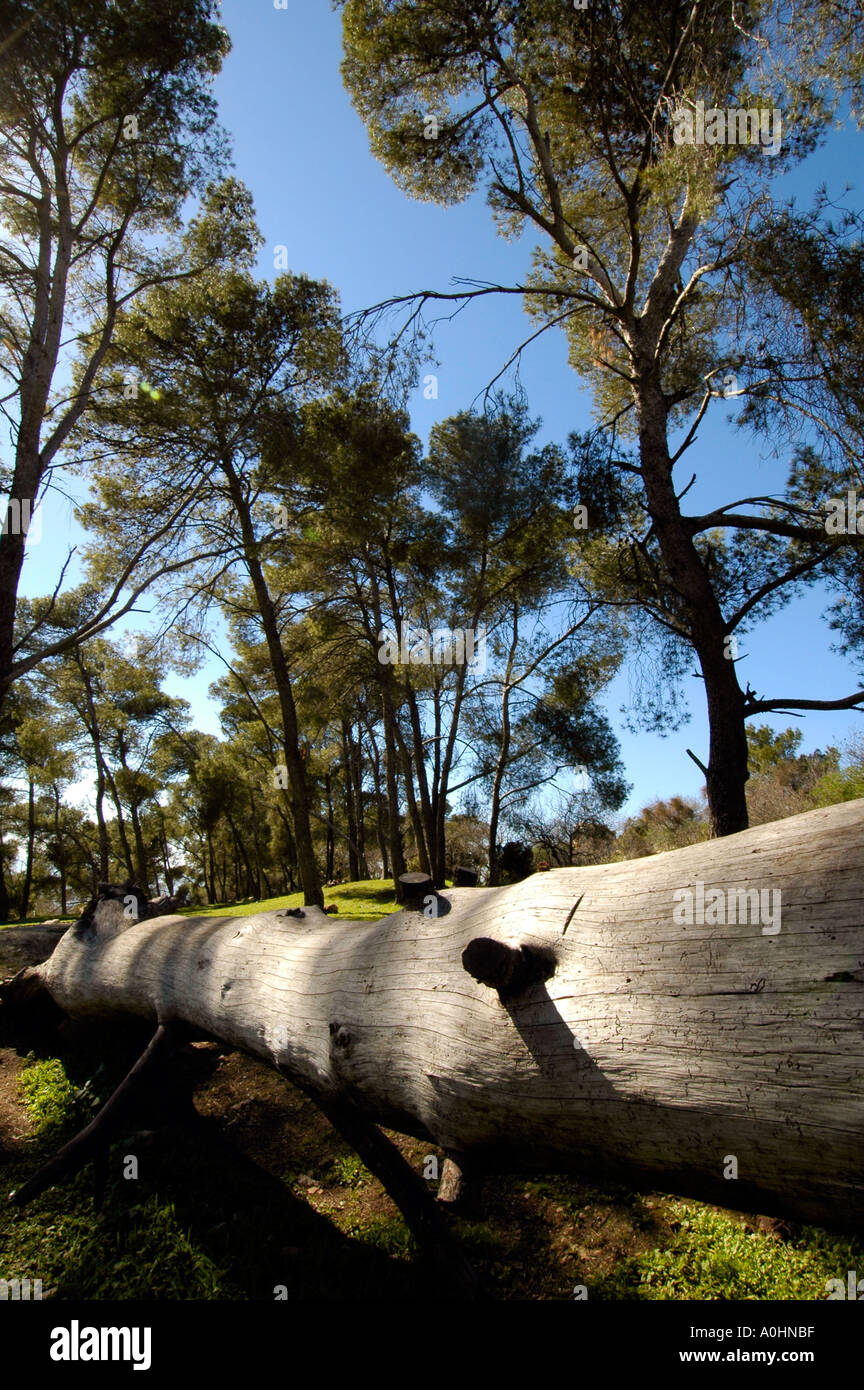 Trunk of a cut tree Stock Photo - Alamy