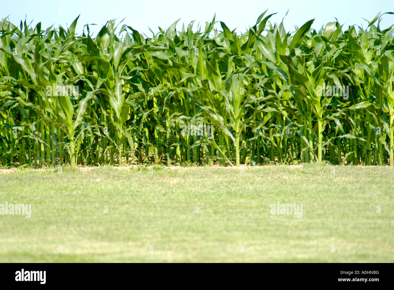 Field of Corn on the cob Stock Photo - Alamy