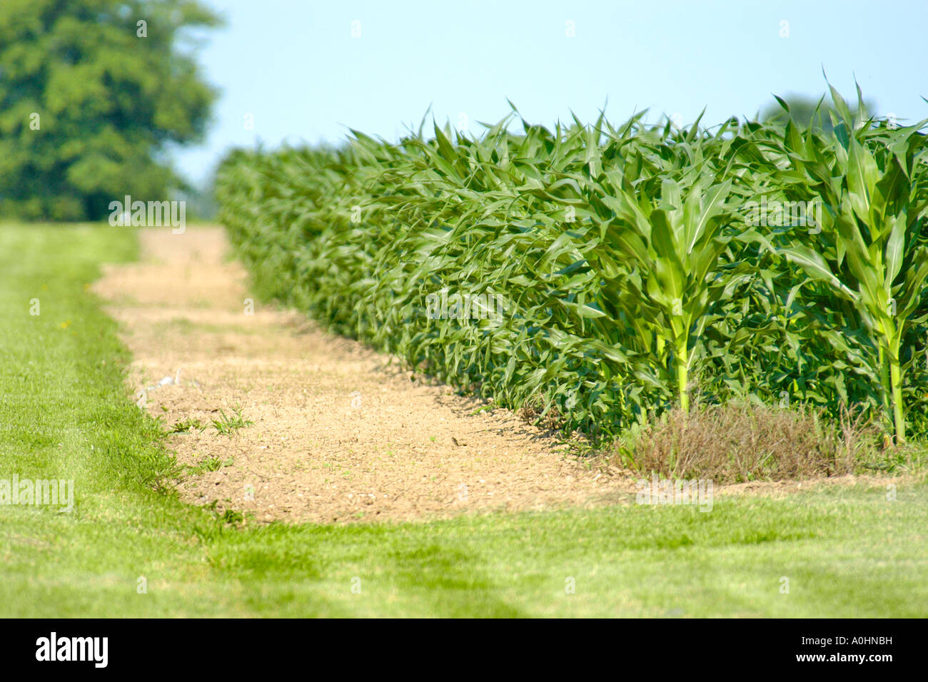 Field of Corn on the cob Stock Photo - Alamy