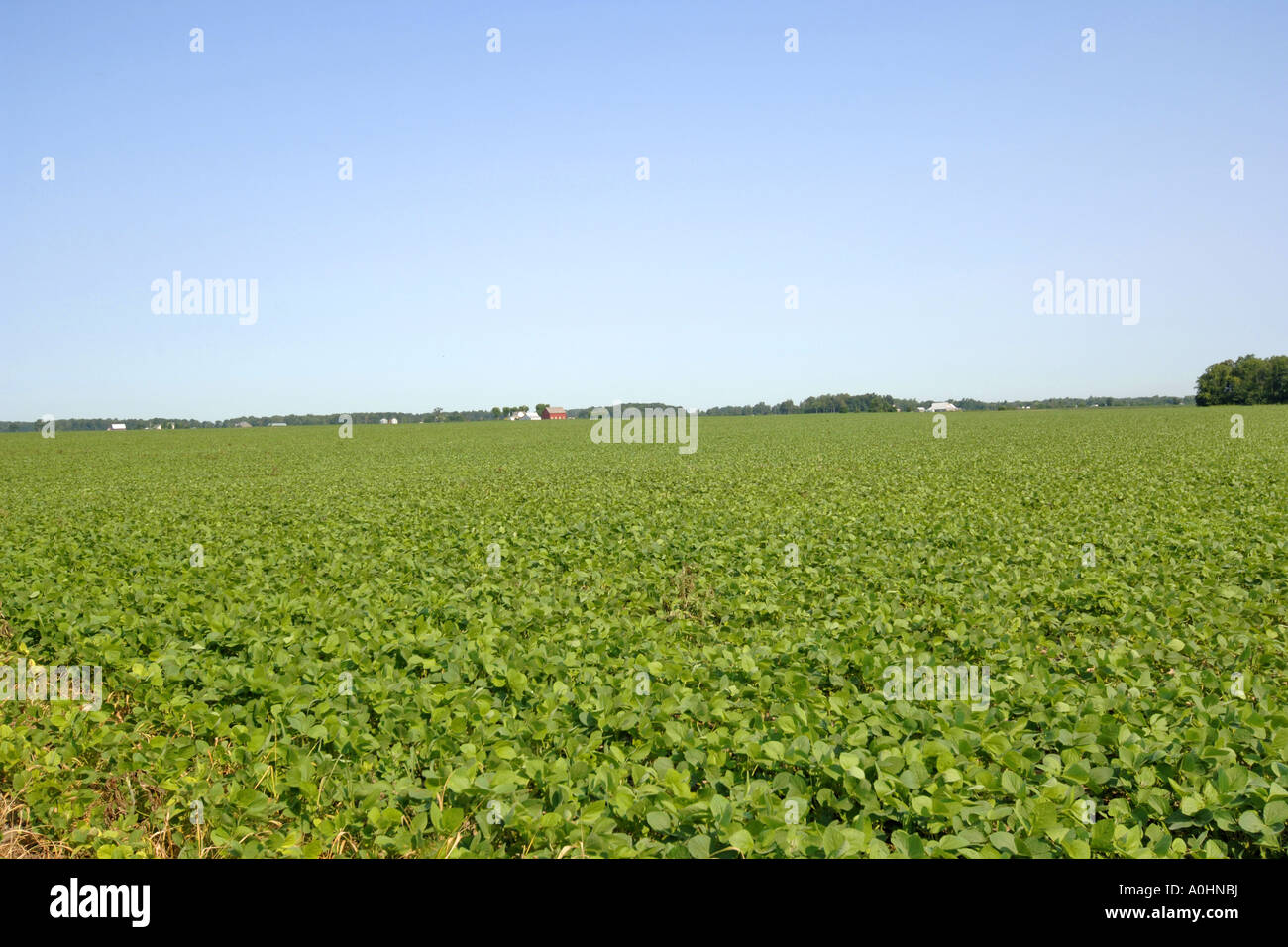 Field of beetroot on a farm in Michigan MI Stock Photo - Alamy