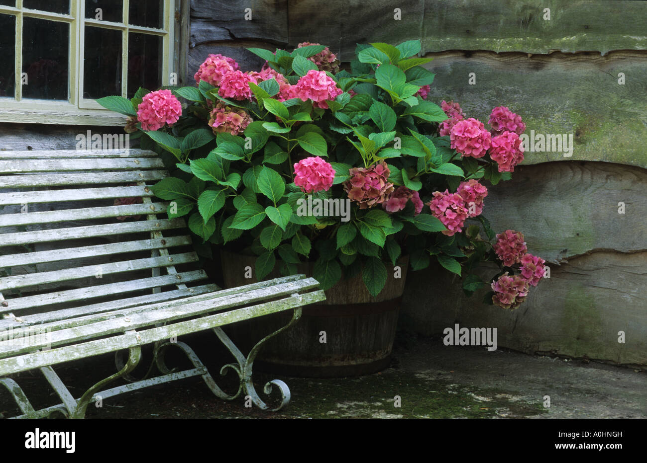 Hydrangea macrophylla altona hi-res stock photography and images - Alamy