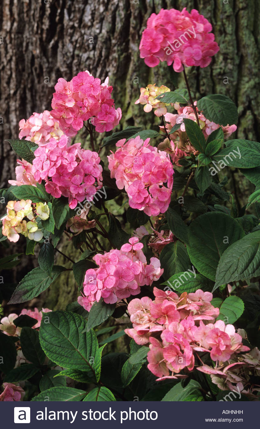 Hydrangea Serrata Stock Photos & Hydrangea Serrata Stock Images - Alamy