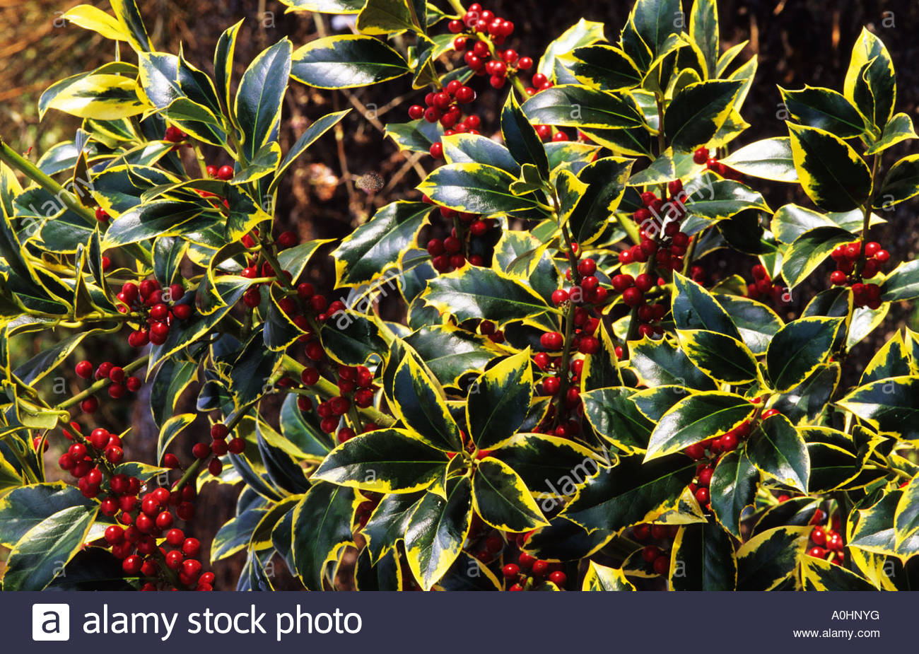 Variegated Ilex Aquifolium Red Berries Stock Photos & Variegated Ilex ...