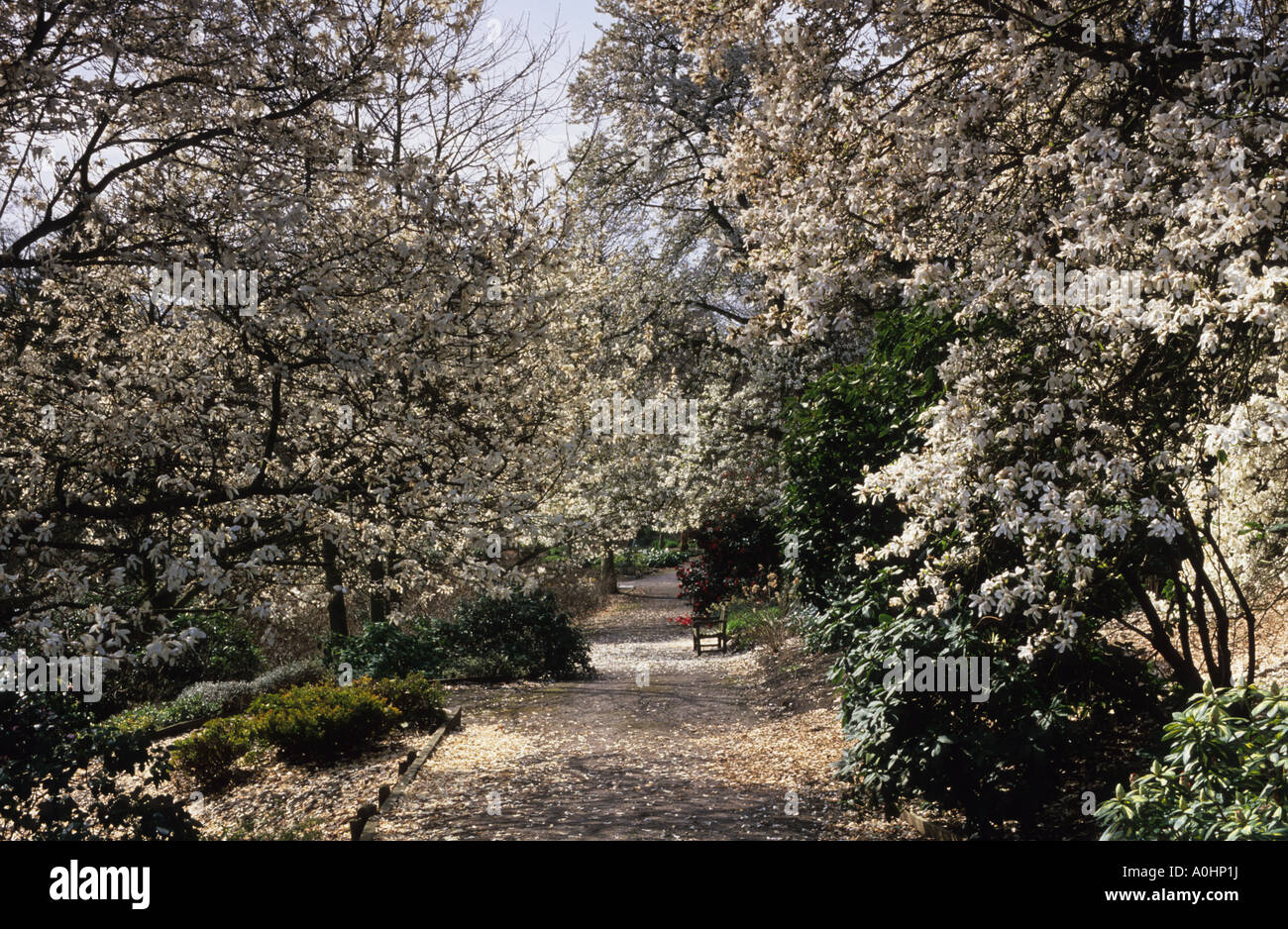 RHS Wilsey Surrey Magnolia stellata trees with path underneath Stock ...