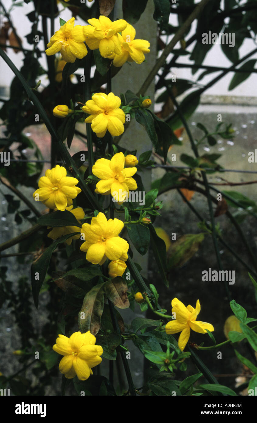 Japanese jasmine plant hi-res stock photography and images - Alamy