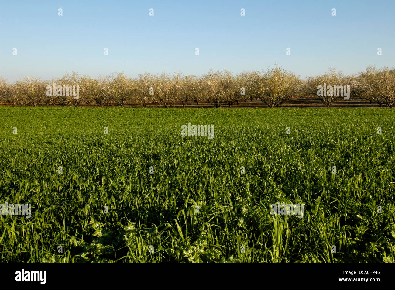 Almond trees orchard Galilee region Northern Israel Stock Photo - Alamy