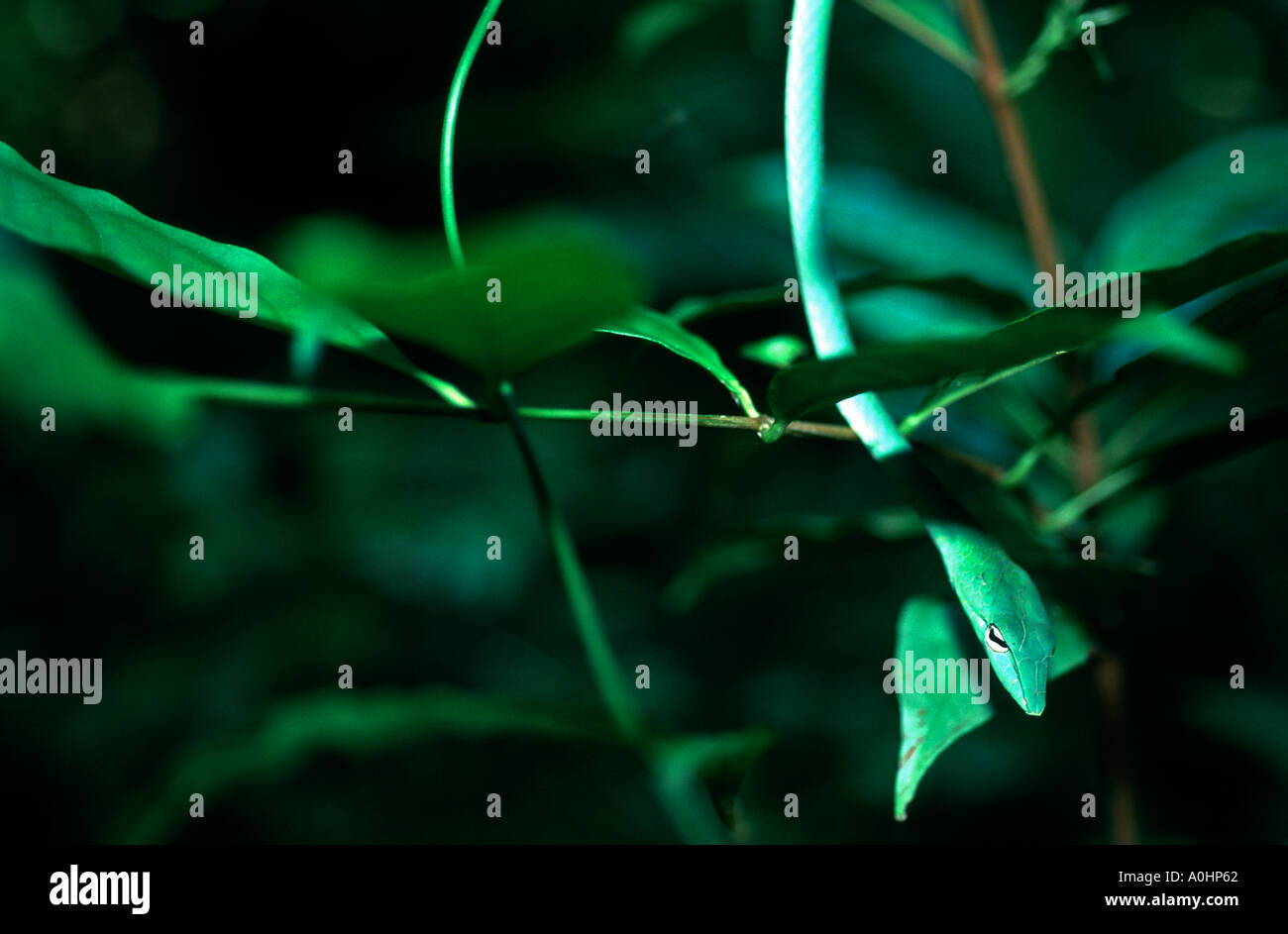 Green Vine whip snake in a jungle in Thailand Stock Photo - Alamy