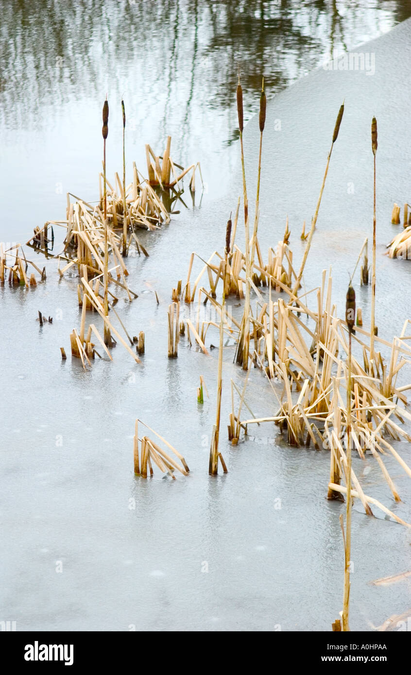 Frozen pond bulrushes hi-res stock photography and images - Alamy