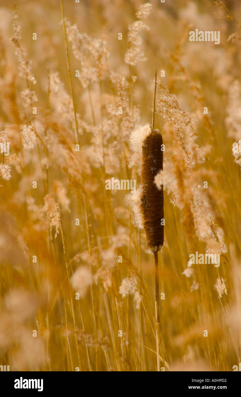 Bullrush in seed hi-res stock photography and images - Alamy