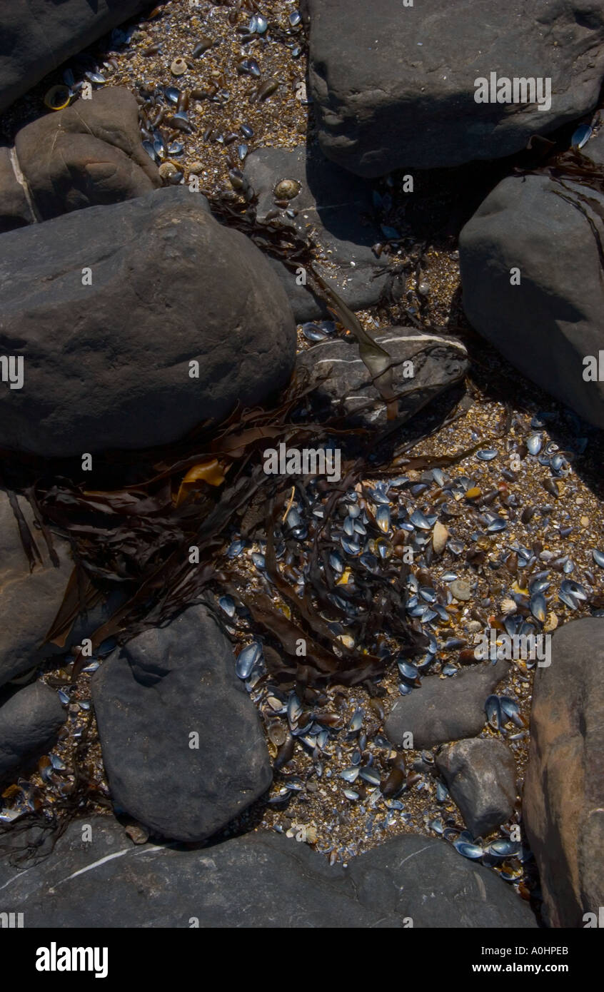 Gower shells hi-res stock photography and images - Alamy