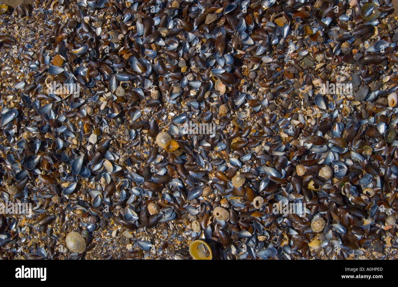 Gower shells hi-res stock photography and images - Alamy