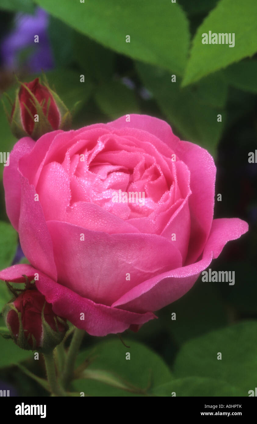 Bourbon rose hi-res stock photography and images - Alamy