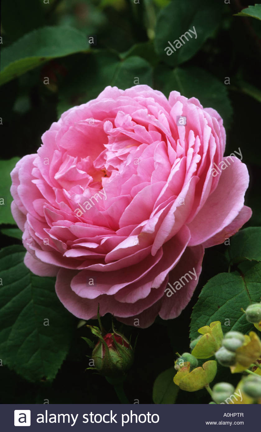 Constance Spry Stock Photos & Constance Spry Stock Images - Alamy