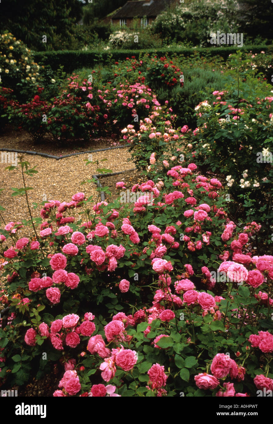 Mannington Garden. Norfolk. Rose Rosa Louisa Odier formal garden Stock ...