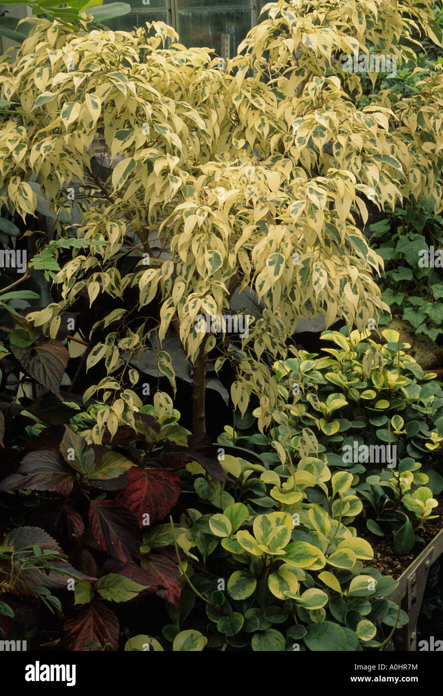 Ficus benjamina 'Starlight' Stock Photo - Alamy