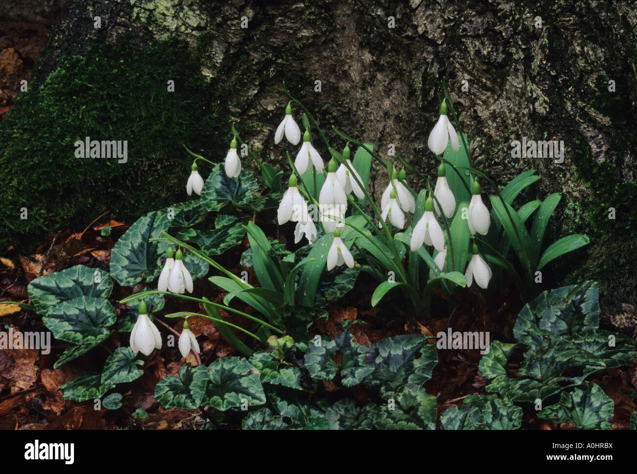 Snowdrop. Galanthus nivalis 'S. Arnott' (syn. 'Sam Arnott'). Cyclamen ...