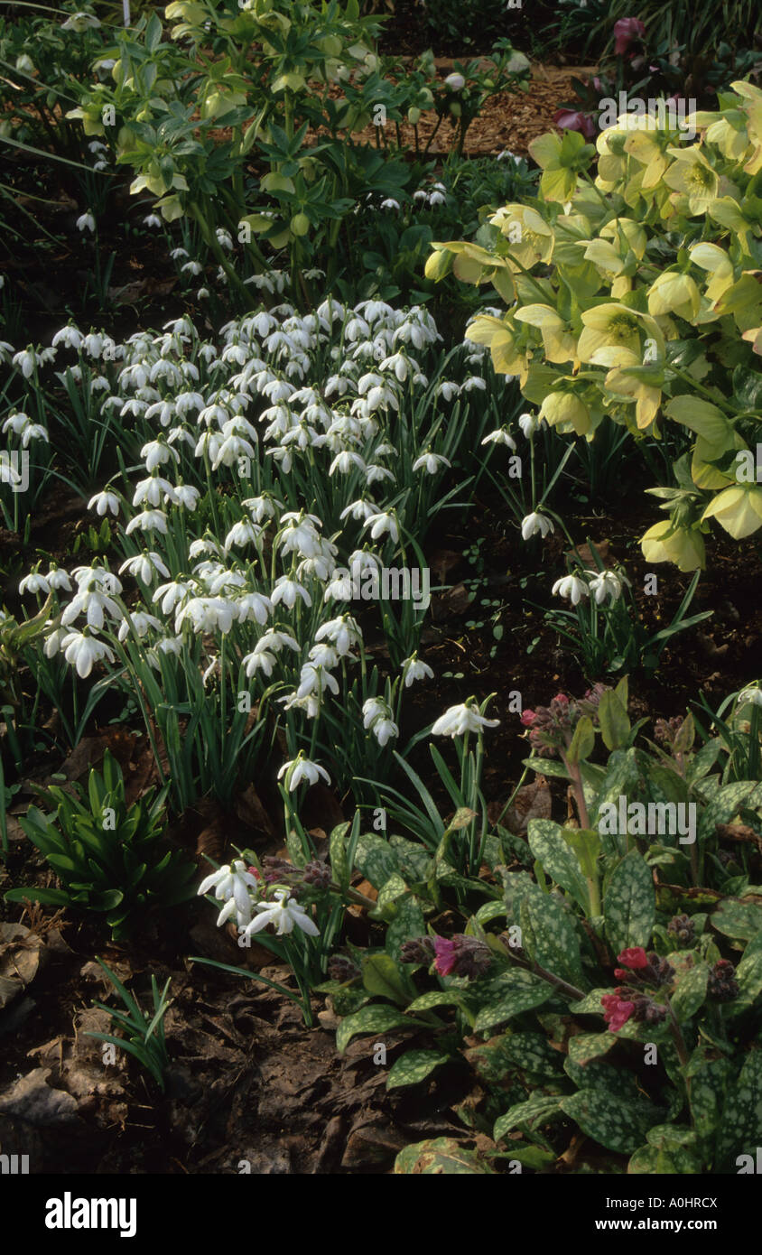 Snowdrops. Galanthus nivalis 'Flore Pleno'. Helleborus 'Sirius ...