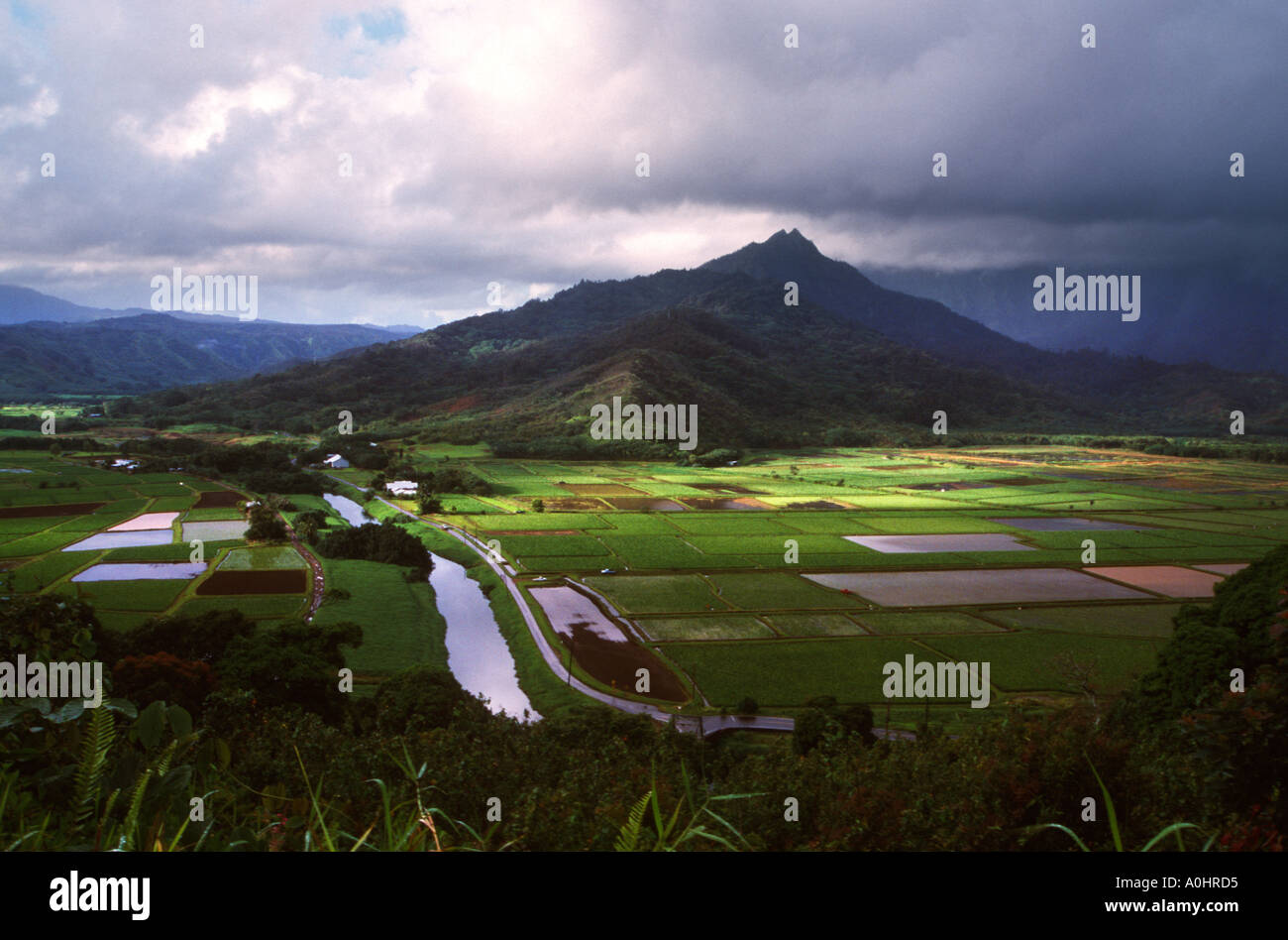Taro fields in Hanalei valley Kauai Hawaii Stock Photo - Alamy