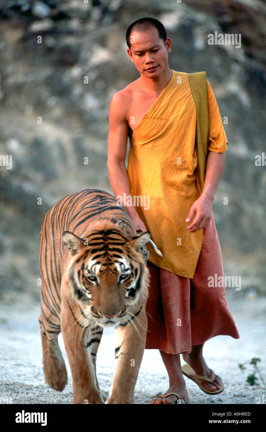Buddhist monk and wild tiger Thailand Stock Photo - Alamy
