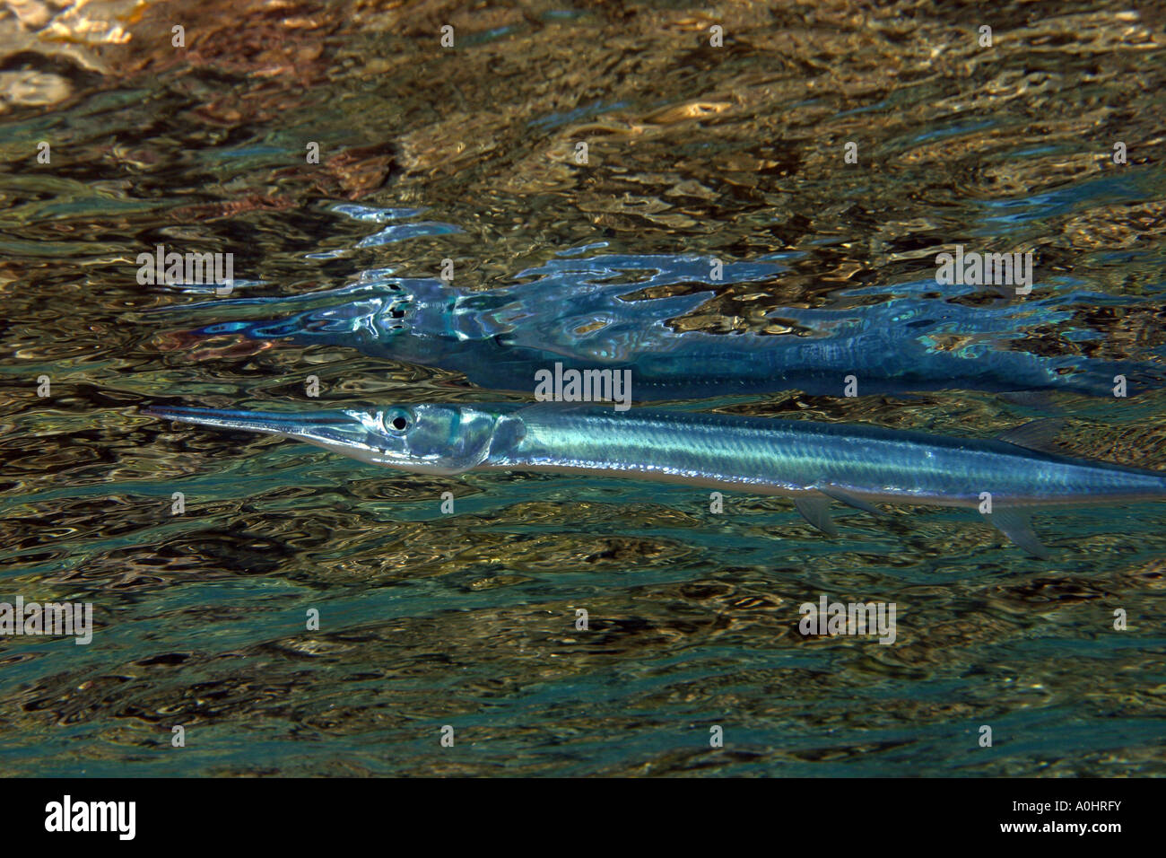 Houndfish hi-res stock photography and images - Alamy