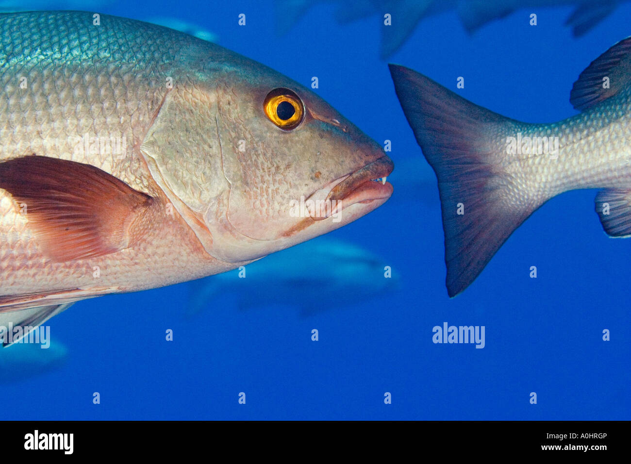 Snappers schooling in Ras Mohammed Red Sea EgyptPhoto by Adam Butler ...