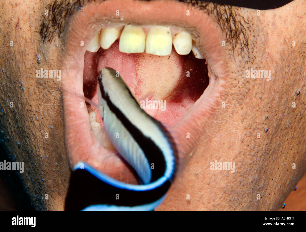 A diver is cleaned by Cleaner Wrasse Labroides dimidiatus in the Red ...