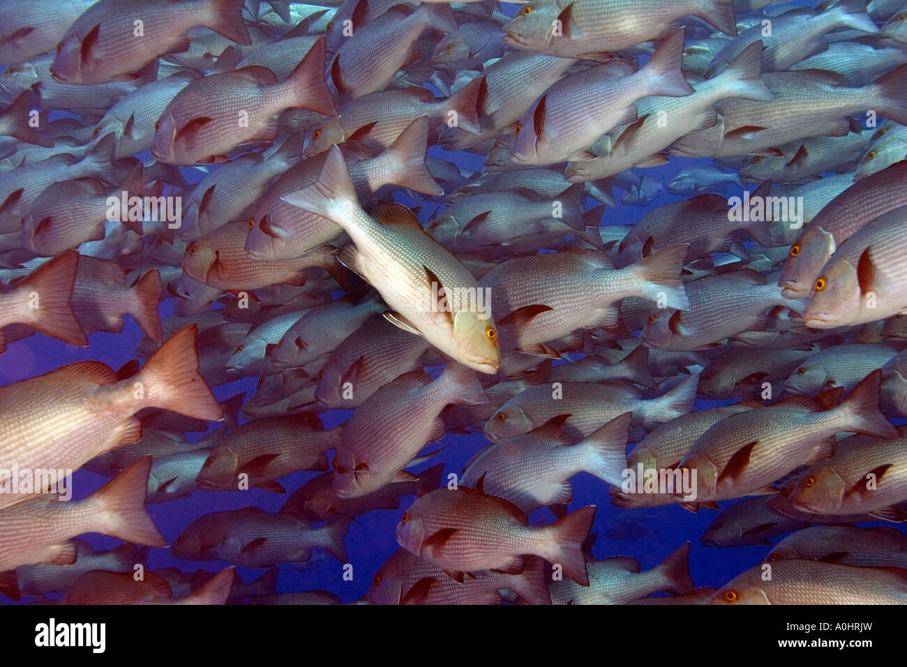 Snappers sharm hi-res stock photography and images - Alamy