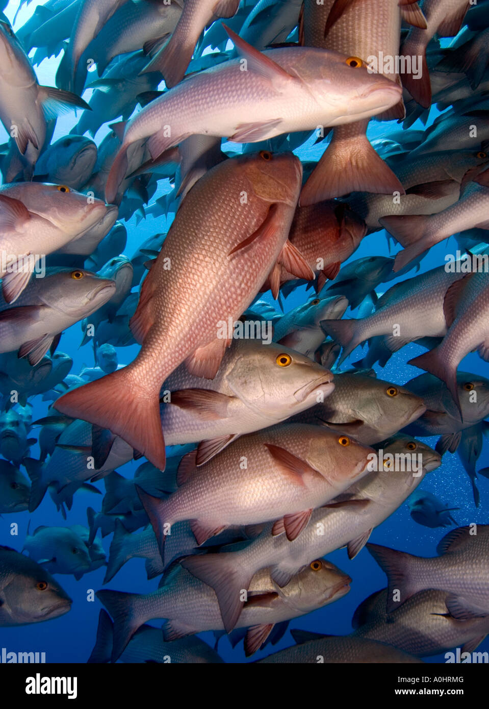 Snappers schooling in Ras Mohammed Red Sea Egypt Photo by Adam Butler ...