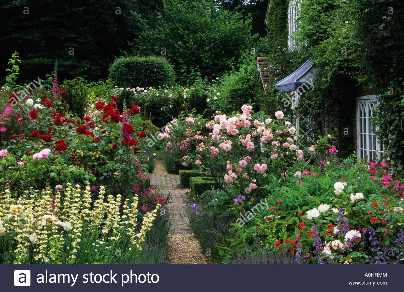 Rosa Felicia Stock Photos & Rosa Felicia Stock Images - Alamy