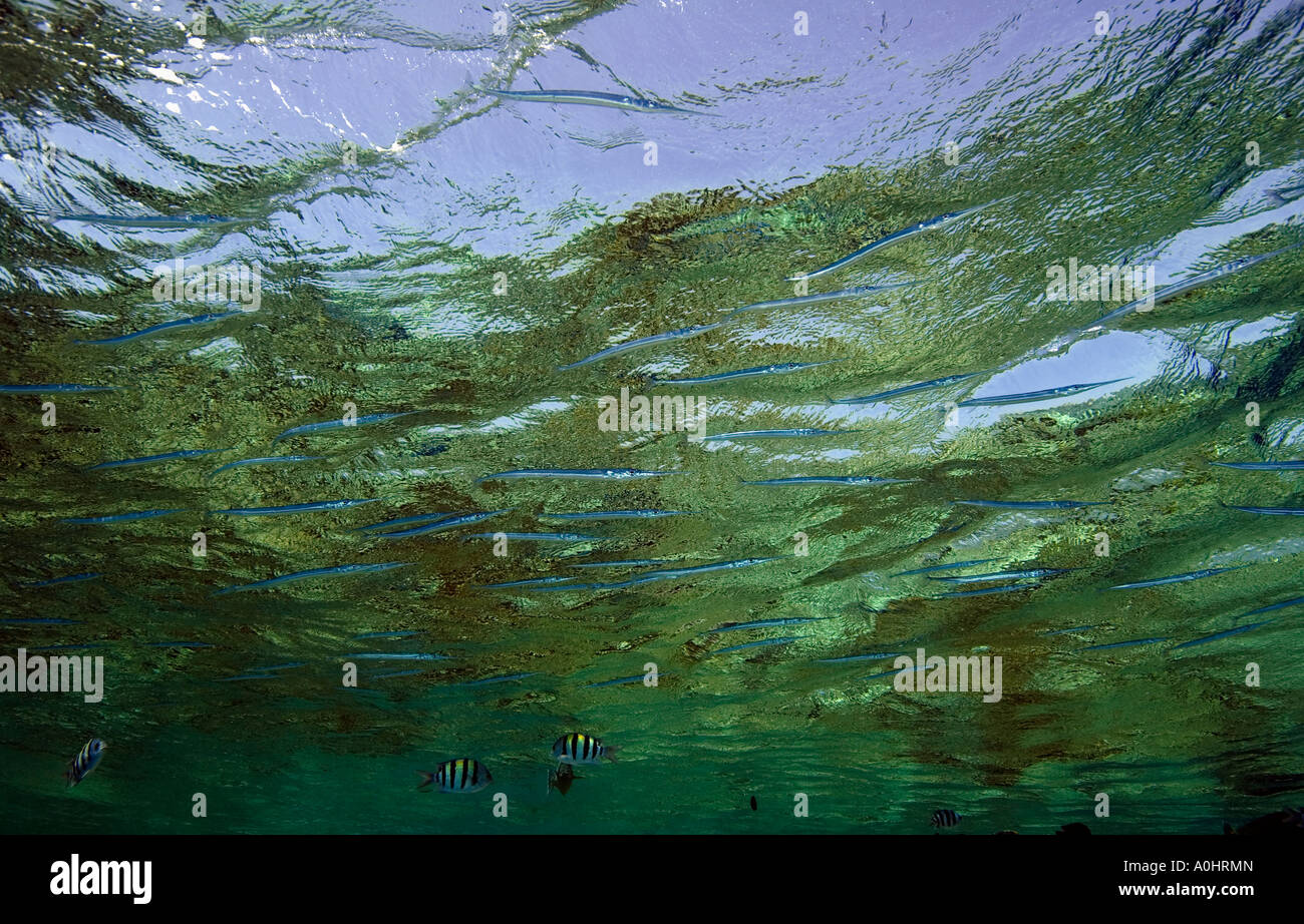 A Red sea Needlefish Tylosurus crocodilus crocodilus Egypt Photo by ...