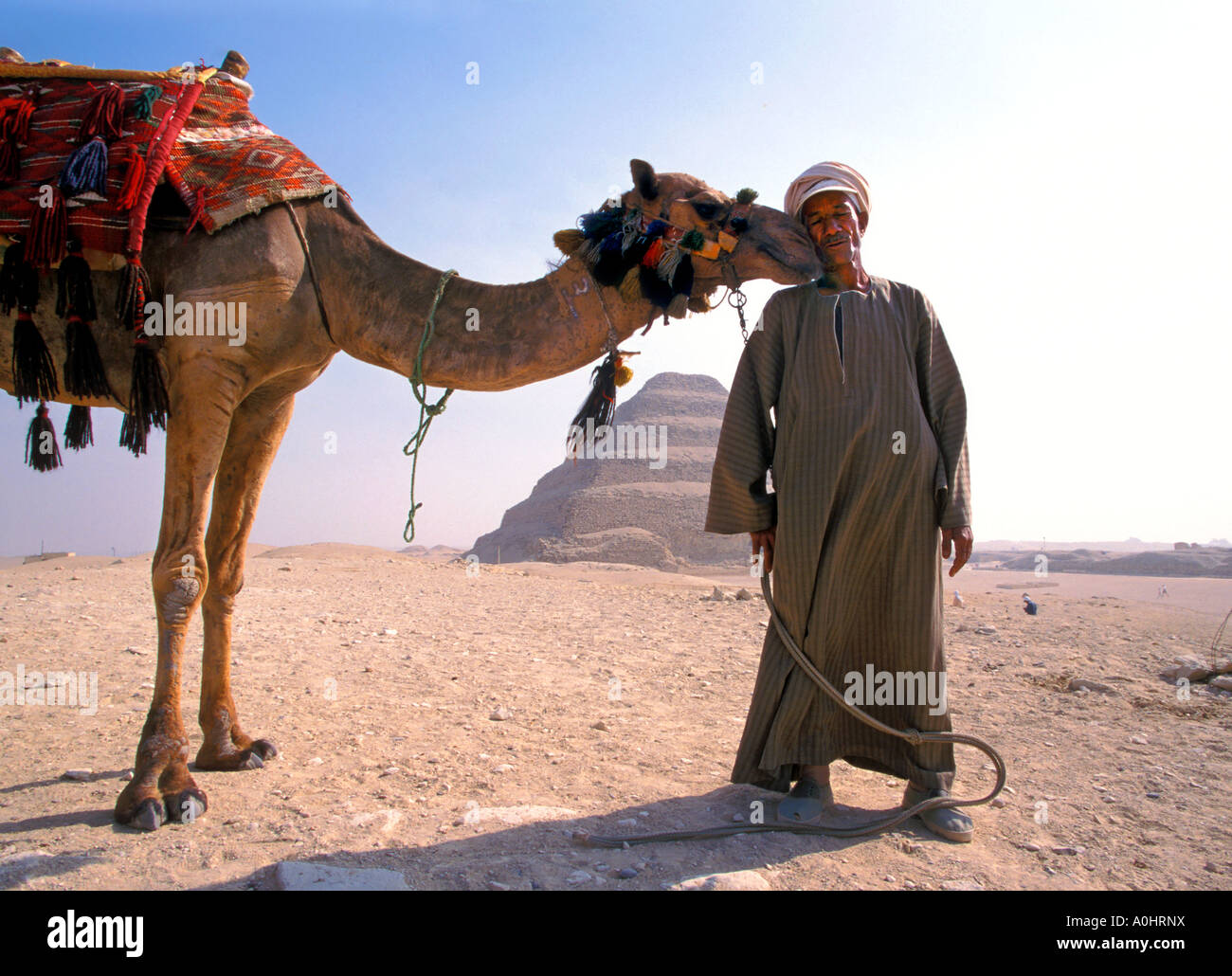 Camel giving kiss to his owner Sakkarah Step Pyramid Egypt Stock Photo ...