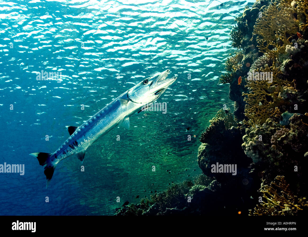 A Great Barracuda in the Red sea Egypt Photo by Adam Butler Stock Photo ...