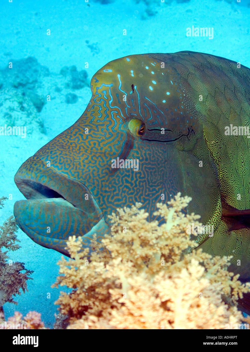 Butler hump hi-res stock photography and images - Alamy