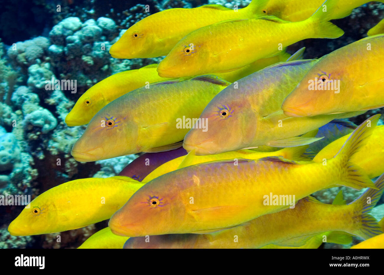 A Yellow Saddle Goatfish Parupeneus cyclostomus swims in a scole in the ...