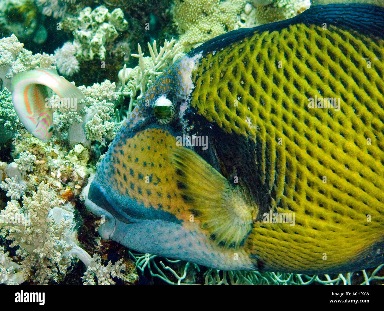Triggerfish mouth teeth hi-res stock photography and images - Alamy