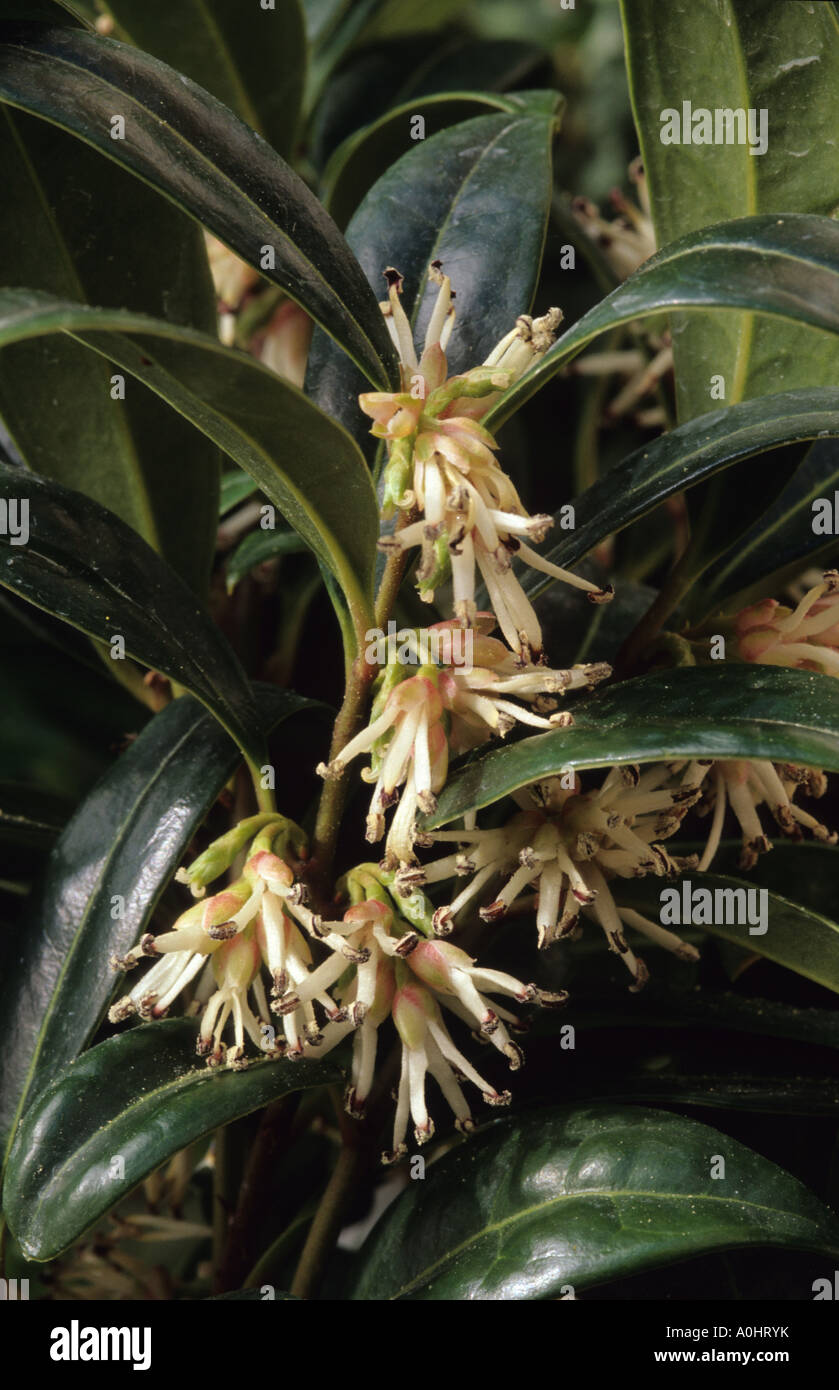 Sarcococca confusa sweet box hi-res stock photography and images - Alamy