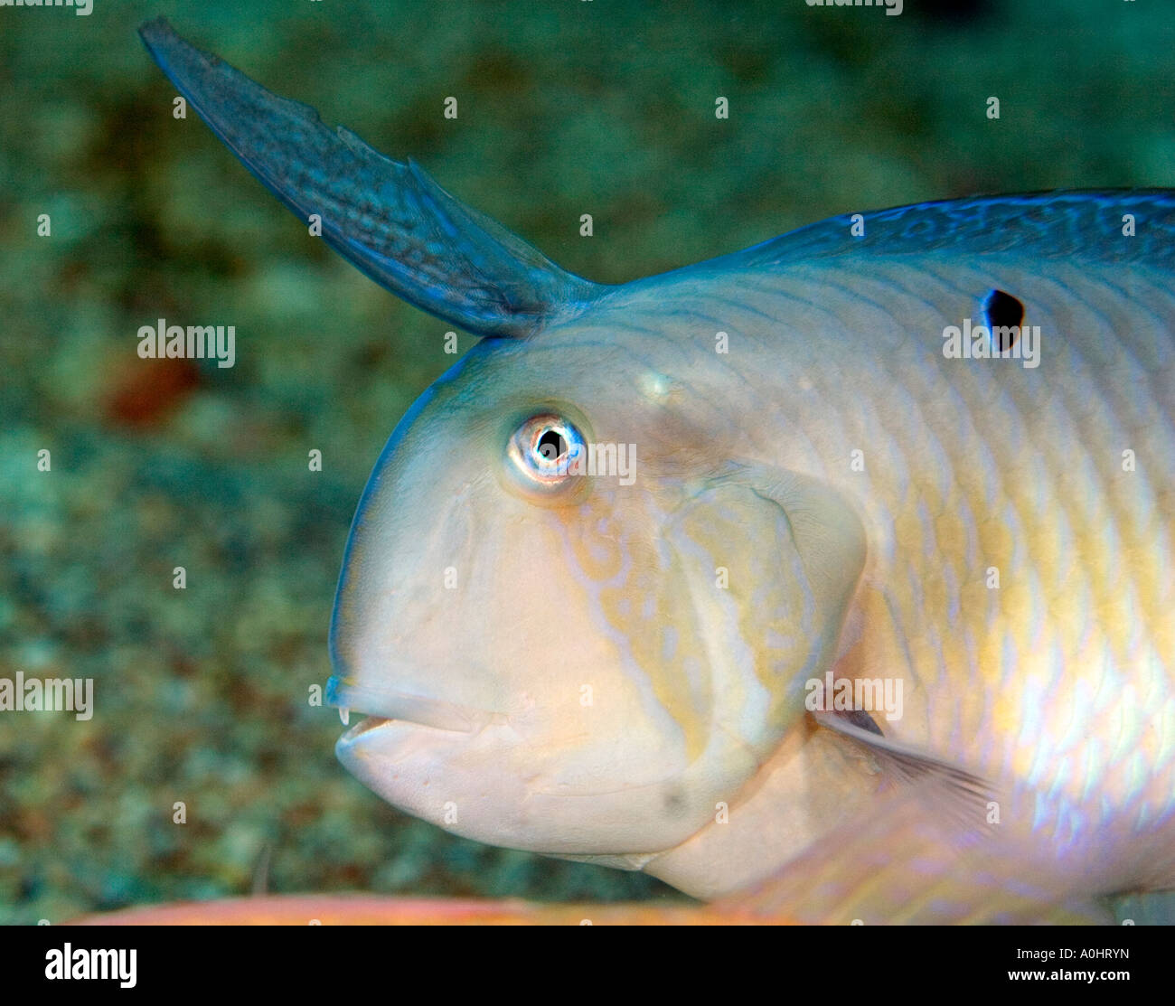 A Blue Razorfish Iniistius pavo with his trigger raised in the Red Sea ...