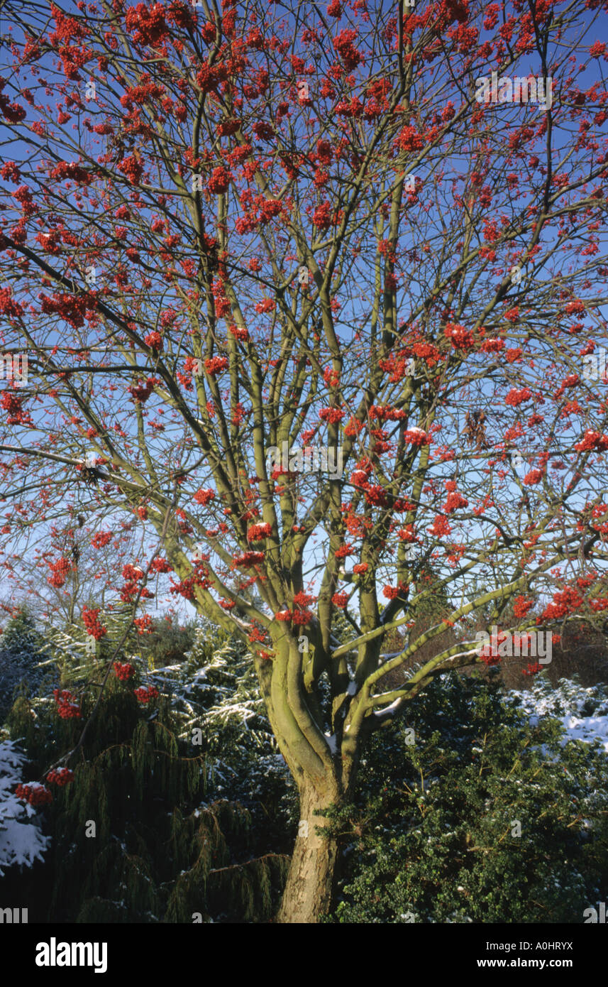 mountain ash, Sorbus aucuparia in winter Stock Photo - Alamy