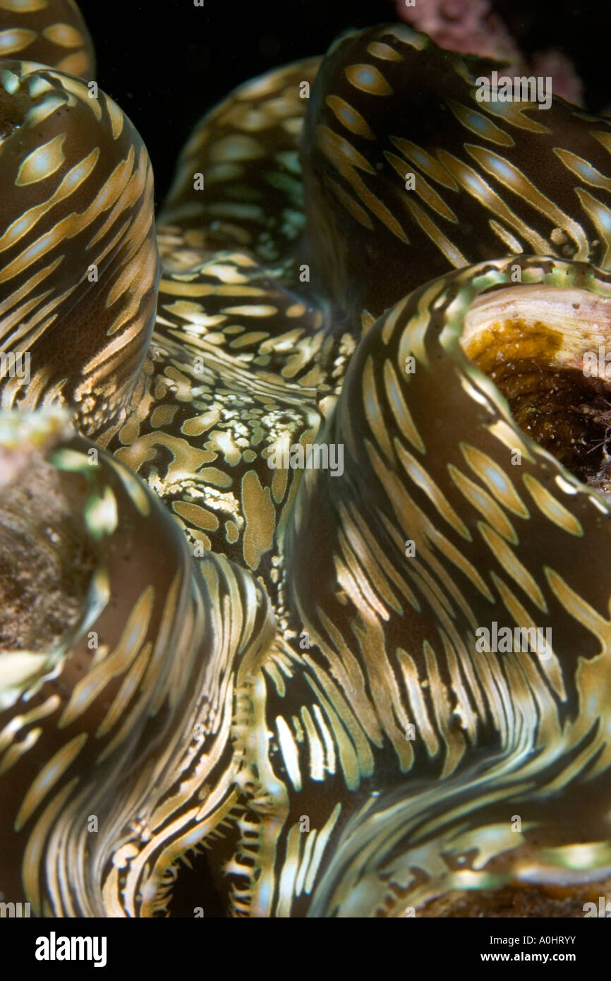 The flesh of a Giant Clam in the red sea Egypt Photo by Adam Butler ...
