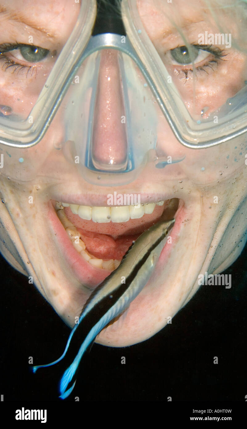 A diver is cleaned by Cleaner Wrasse Labroides dimidiatus in Fiddle ...