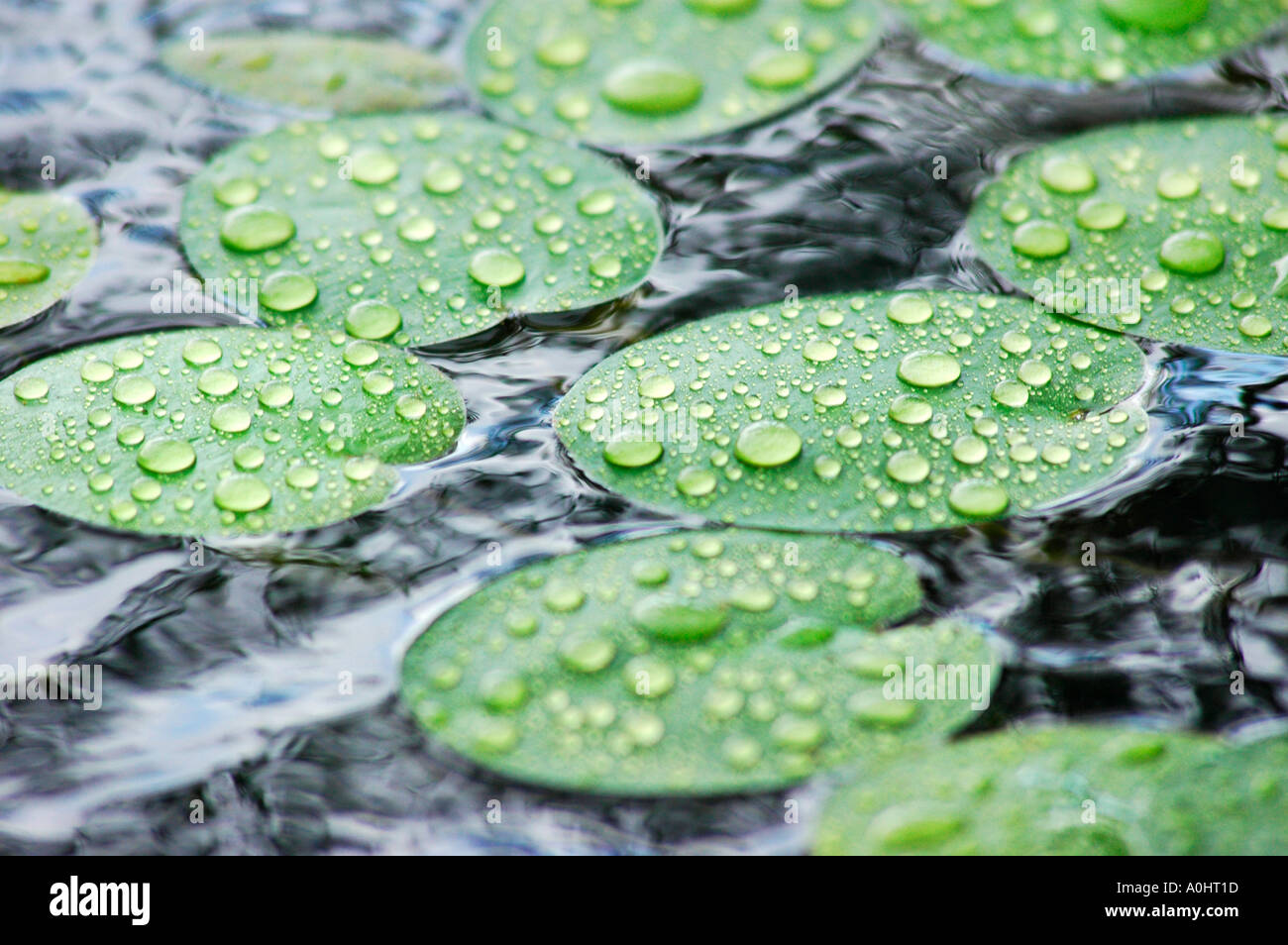 Lilly pad rain hi-res stock photography and images - Alamy
