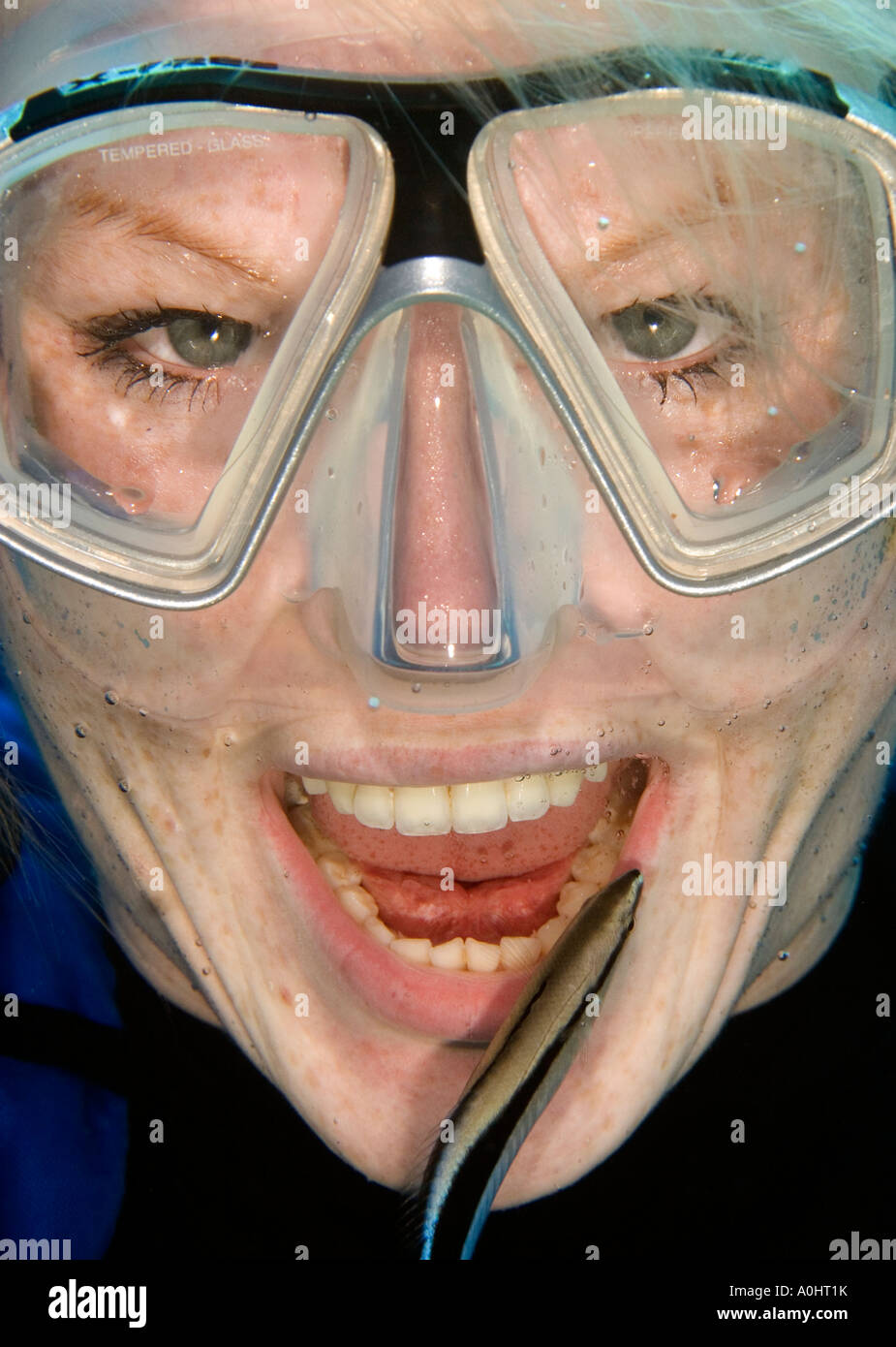A diver is cleaned by Cleaner Wrasse Labroides dimidiatus in Fiddle ...