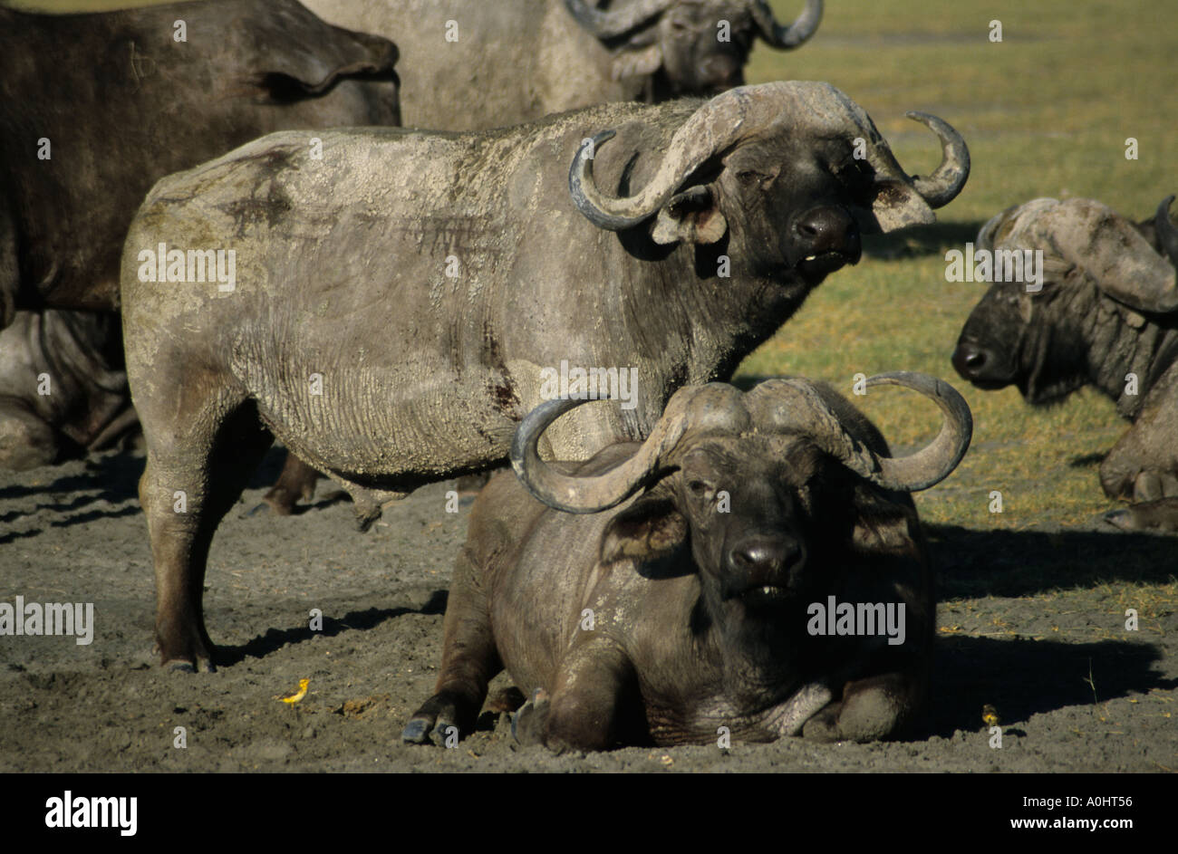 African buffalo ngorongoro tanzania hi-res stock photography and images ...