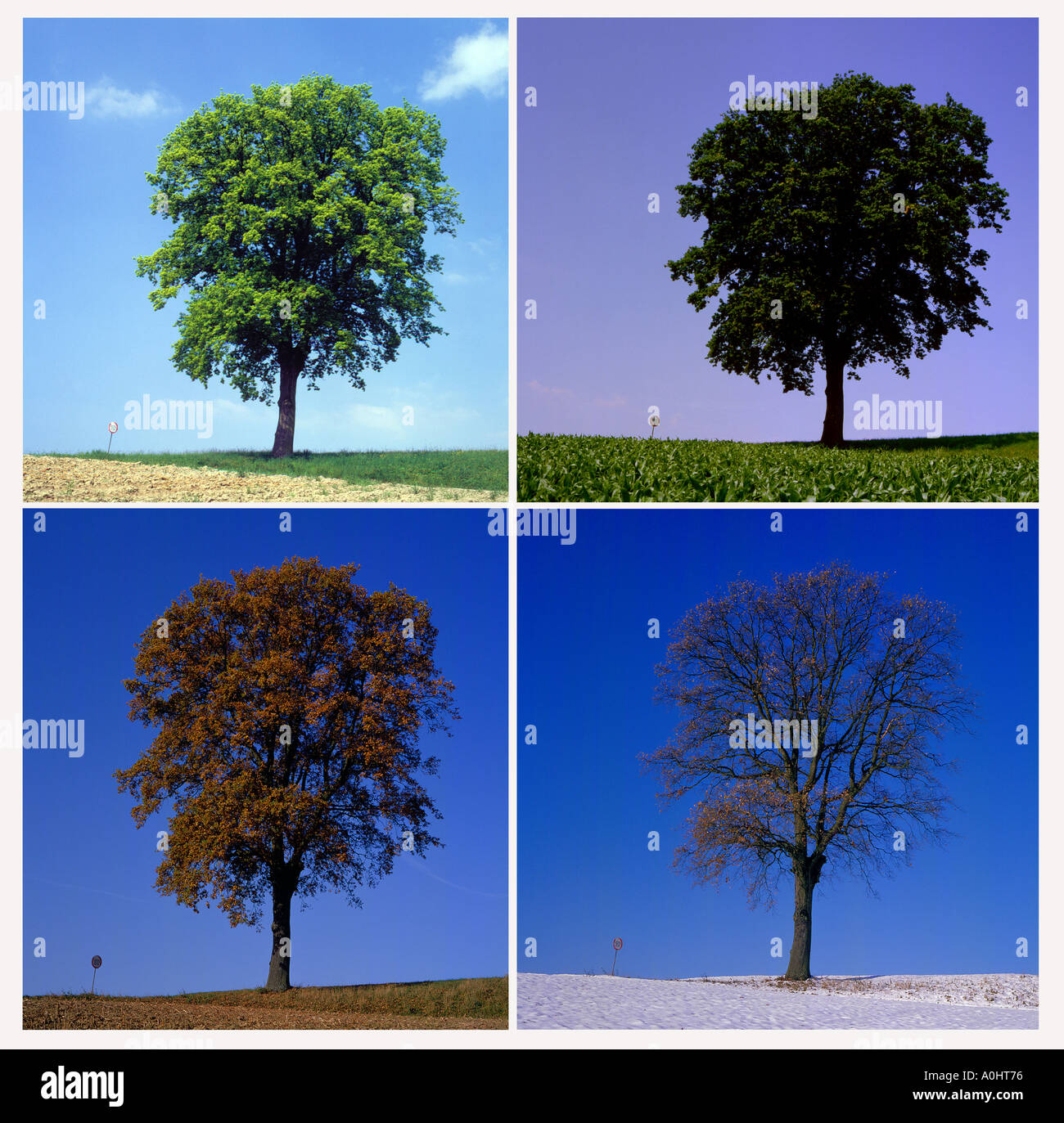 composing of a single oak tree 4 seasons images. Photo by Willy ...