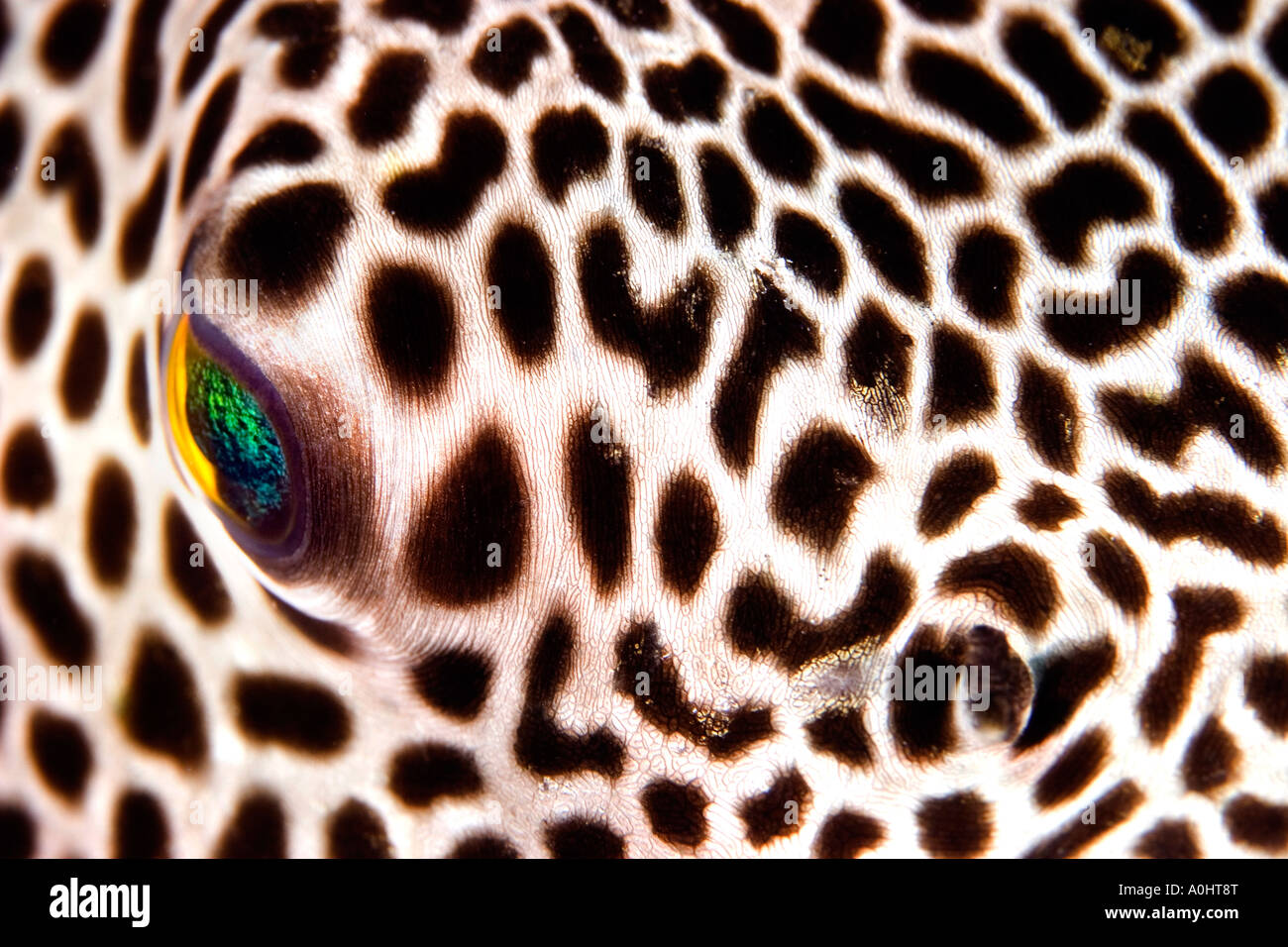 The eye of a Starry eyed Pufferfish in the Red Sea Photo by Adam Butler ...
