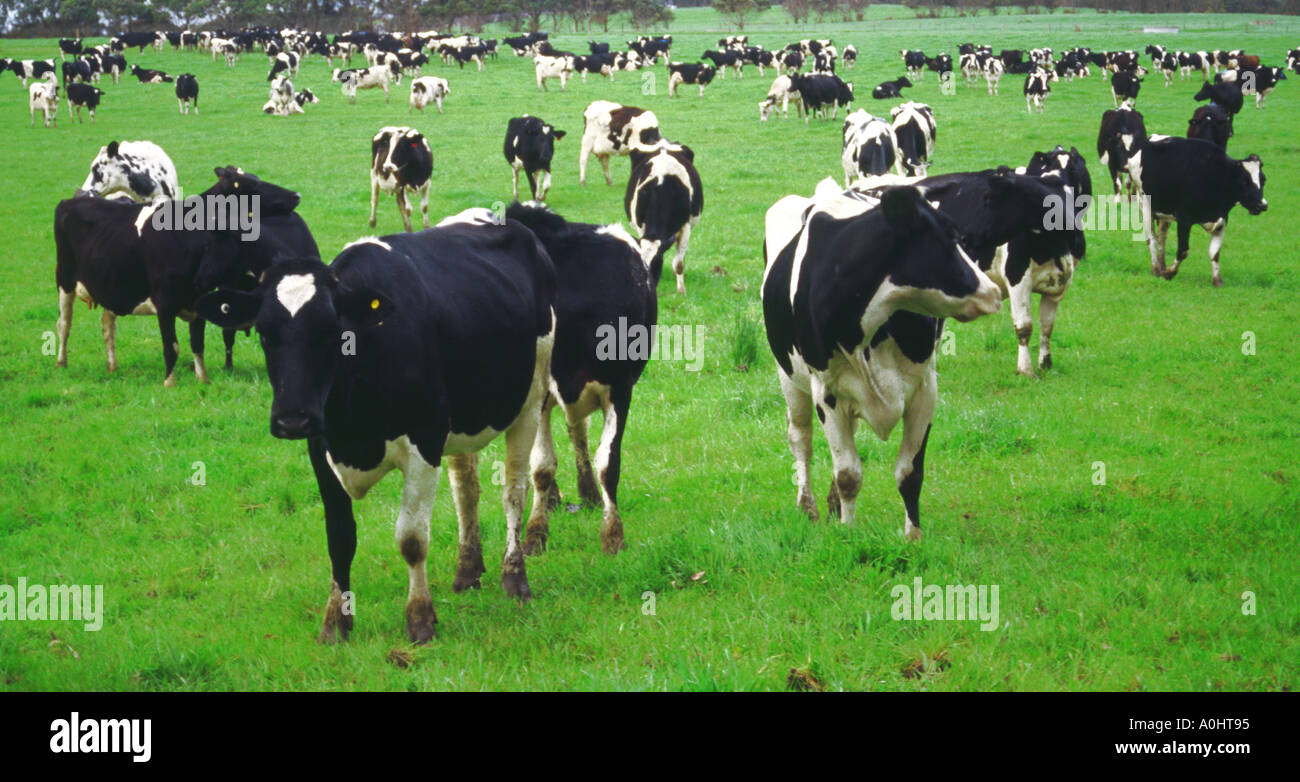 Cows in a farm paddock, Port Campbell, Victoria, Australia Stock Photo ...
