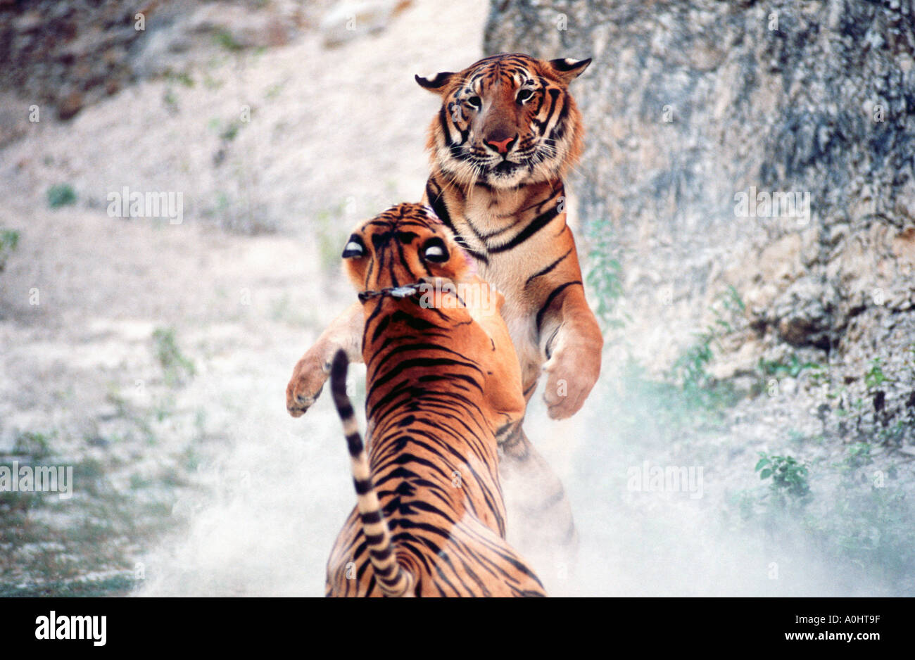 Tiger cubs play fight hi-res stock photography and images - Alamy