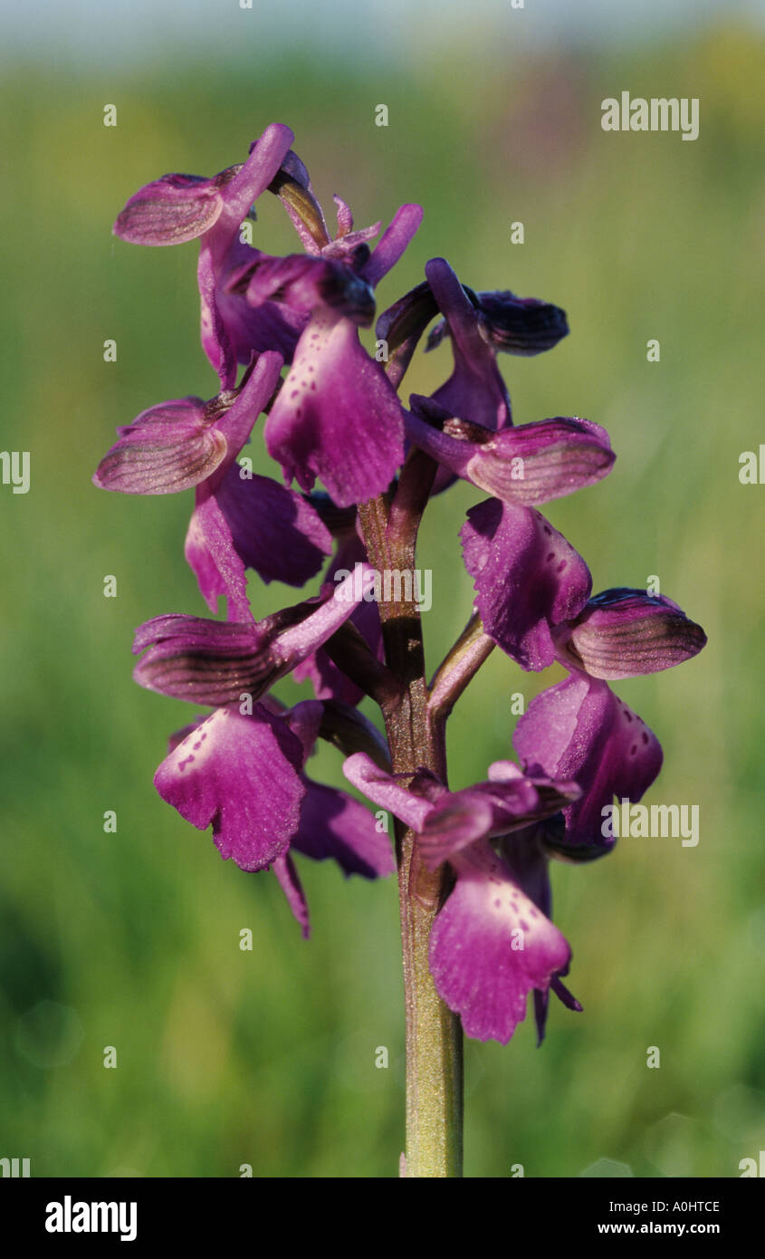 Winged flower hi-res stock photography and images - Alamy