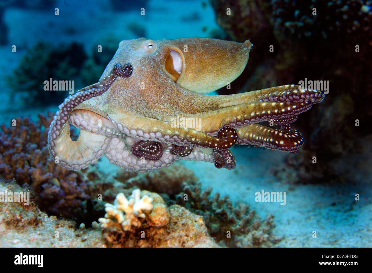 A Big Red Octopus Octopus rubescens swims in the Red sea Photo by Adam ...